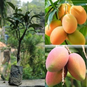 Hybrid Himsagar Mango Fruit grafeted Plant for home garden – krisikart